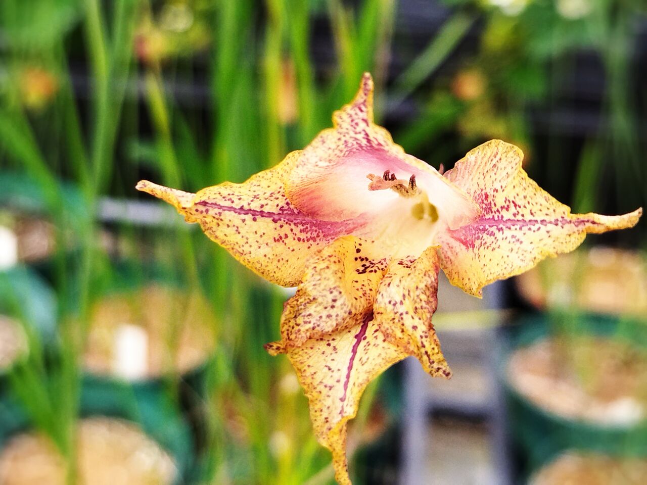 南ア球根 開花情報 : Secret-Garden