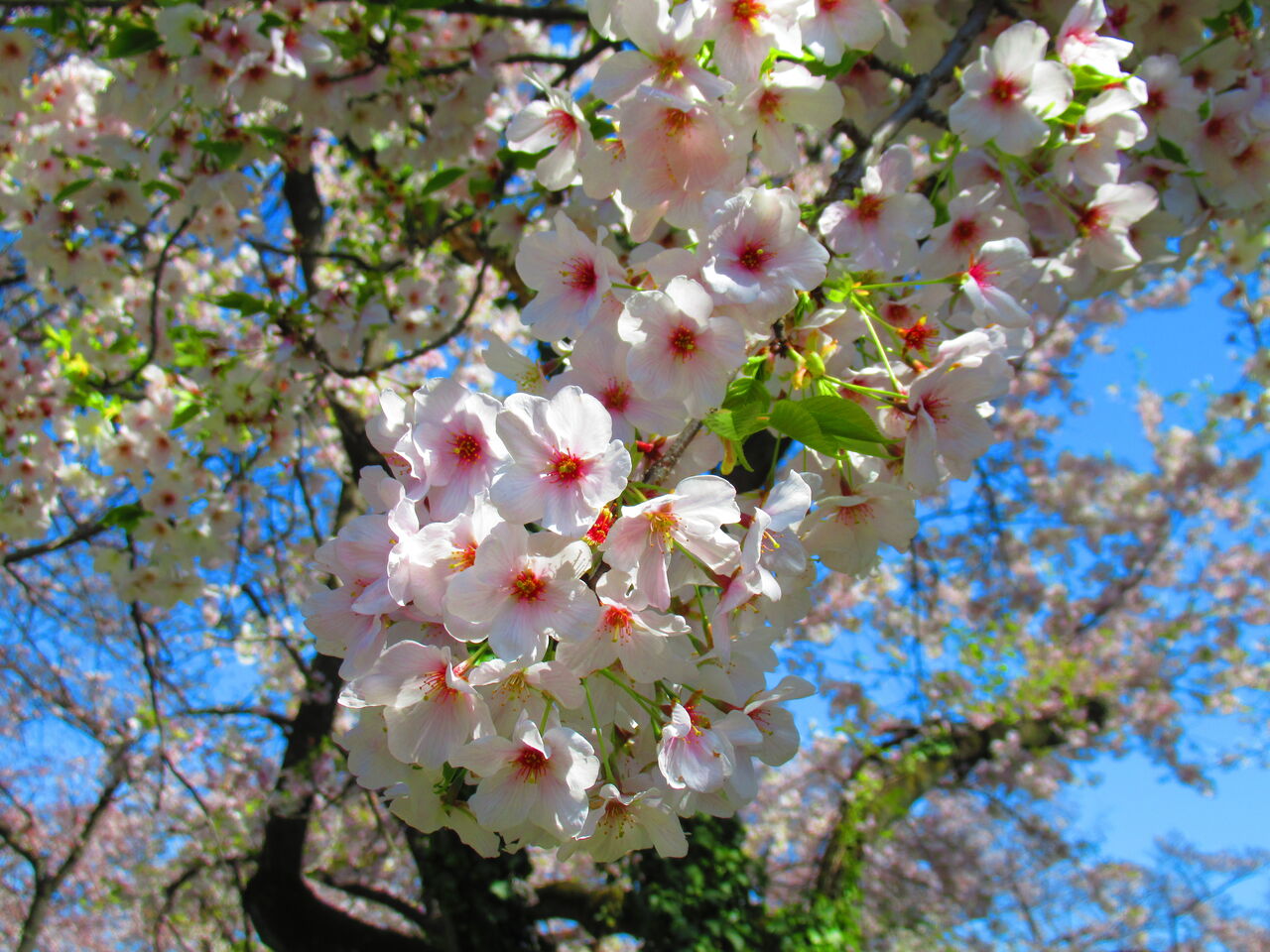 ソメイヨシノのなかま : 生物実験室＆生物同好会 中央大学杉並高等学校