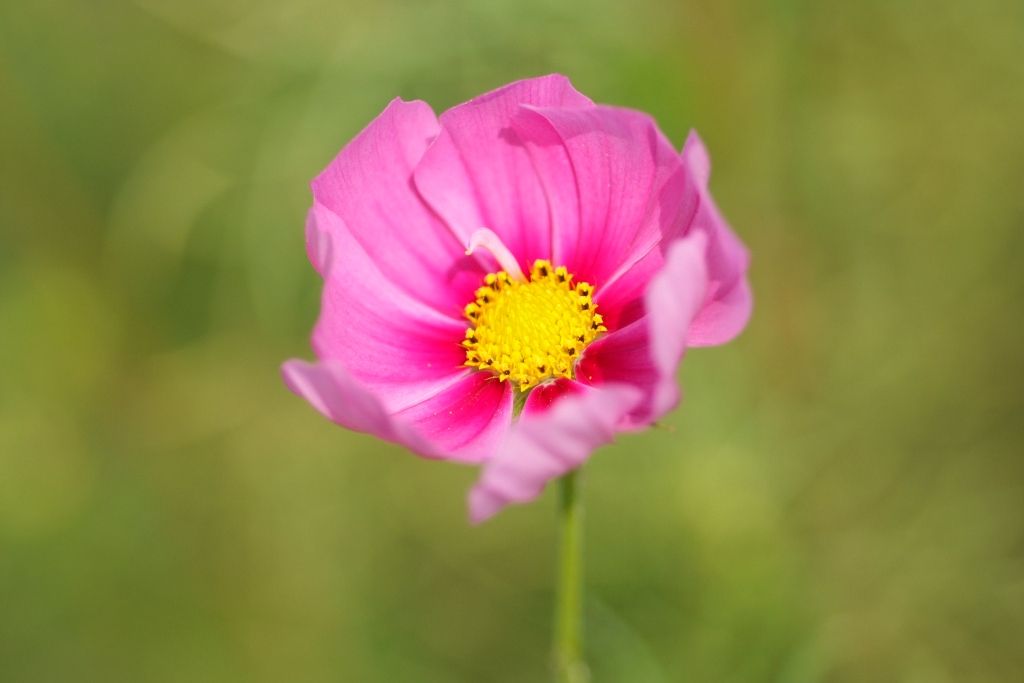 2008年09月13日 : 12星座を楽しもう