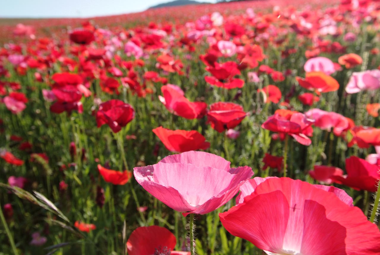 普通の写真 : 12星座を楽しもう