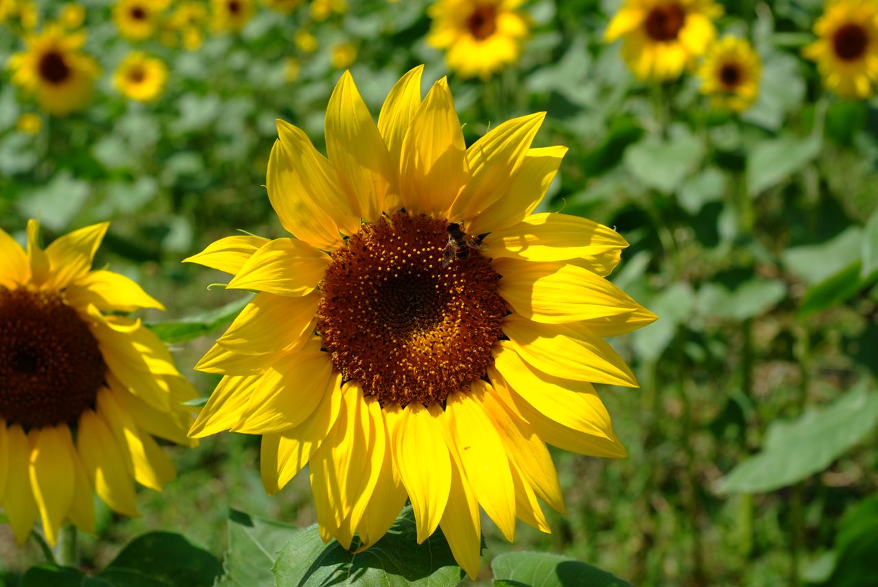 普通の写真 : 12星座を楽しもう