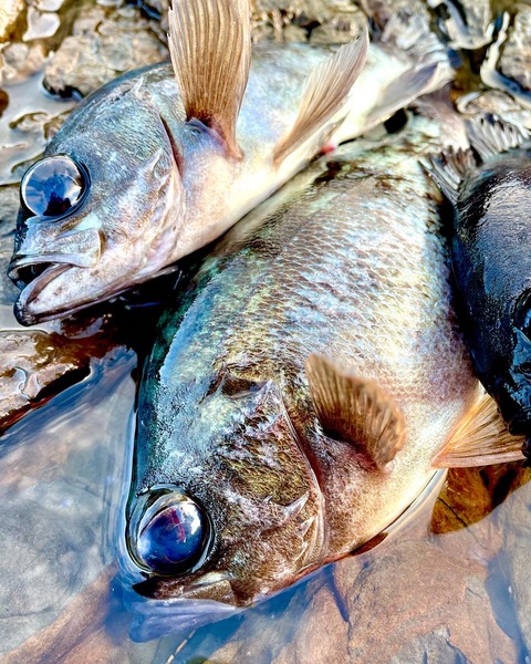 【Bee Tesller × Ridge slim 60ss[INX超色]】 : TODAYS FISHING