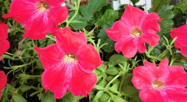 雪華と、うふふ ＠池坊いけばな:Legendary Japanese actor - Raizo Ichikawa