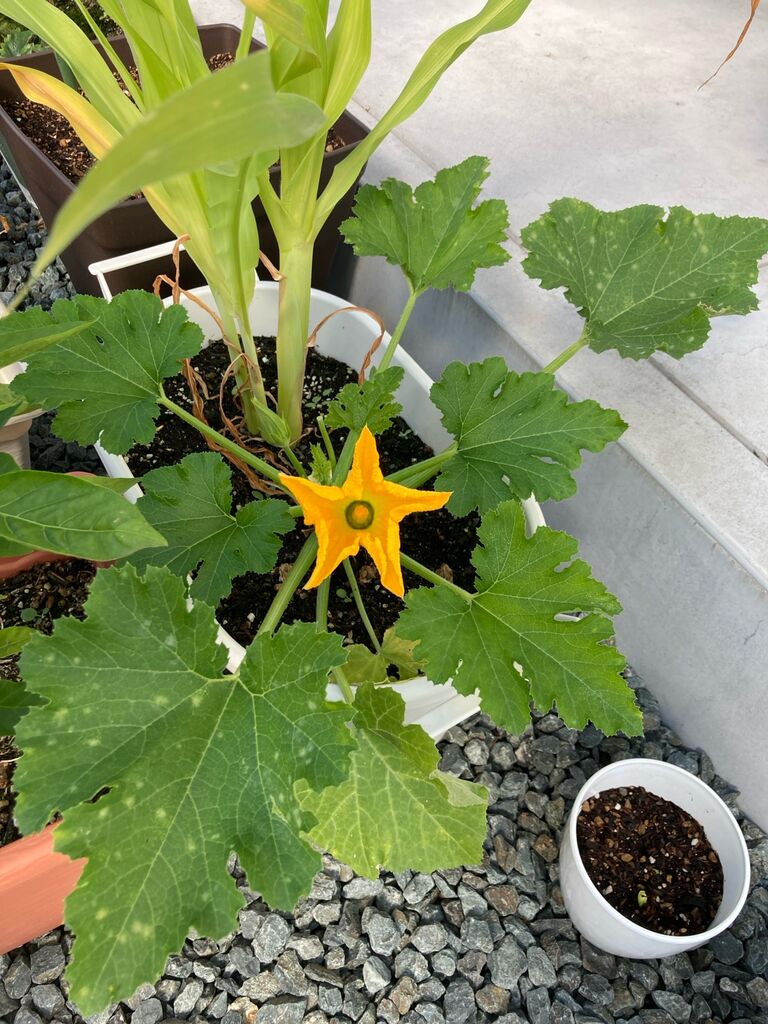 実況GPT★ : Hiro Link