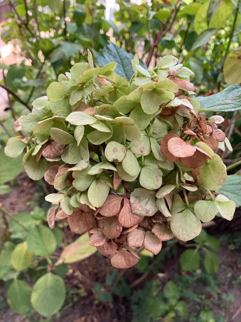 実況GPT⭐️紫陽花 : Hiro Link