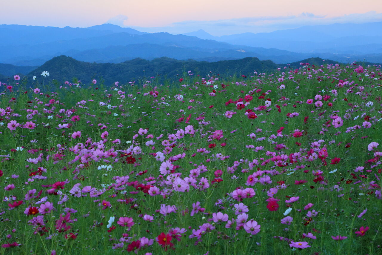 天空のコスモス畑 : 四季に恋して けいさんの写真日誌