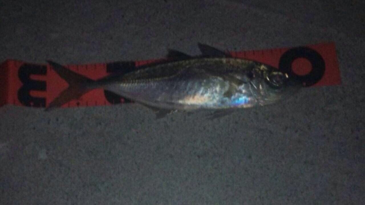 相馬アジング : shino0525のブログ