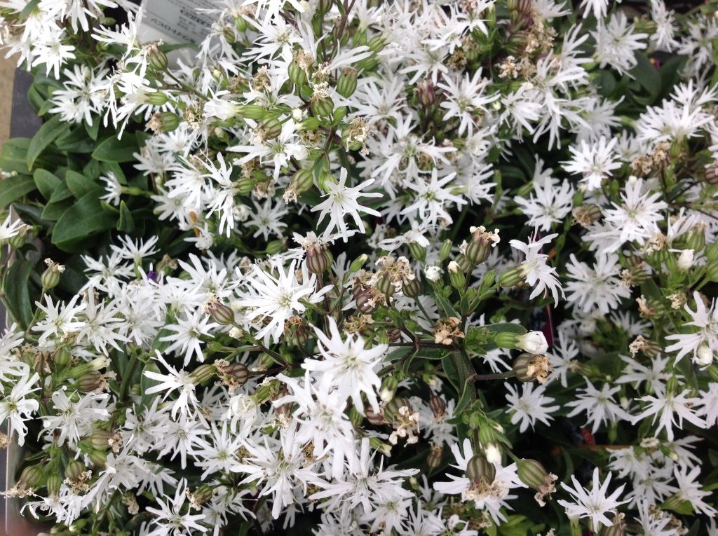 ASAMANA manager's-blog : 野菜苗販売中！！特集！セリ科の「セルリー、パセリ」＆「バジル」