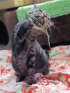 黒柴犬林林の行状記 紫おん編