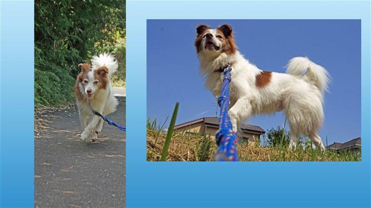 ニャニをしてるかって？ : 黒柴犬林林の行状記 紫おん編