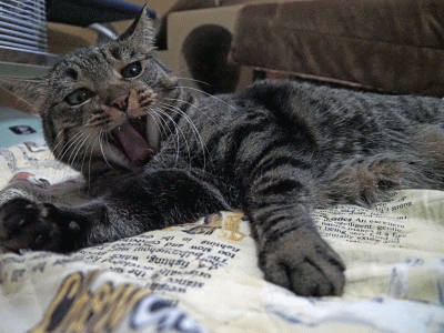 初笑いでアクビ中だニャン : 黒柴犬林林の行状記 紫おん編