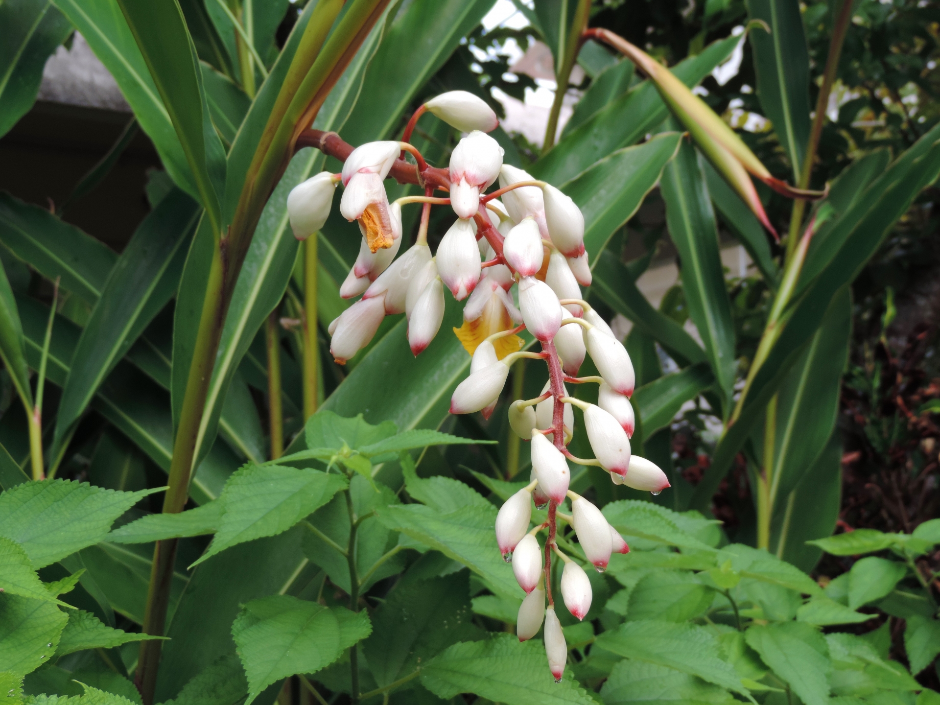 [Fleur du paradis] La fleur du paradis est une plante très familière à ...