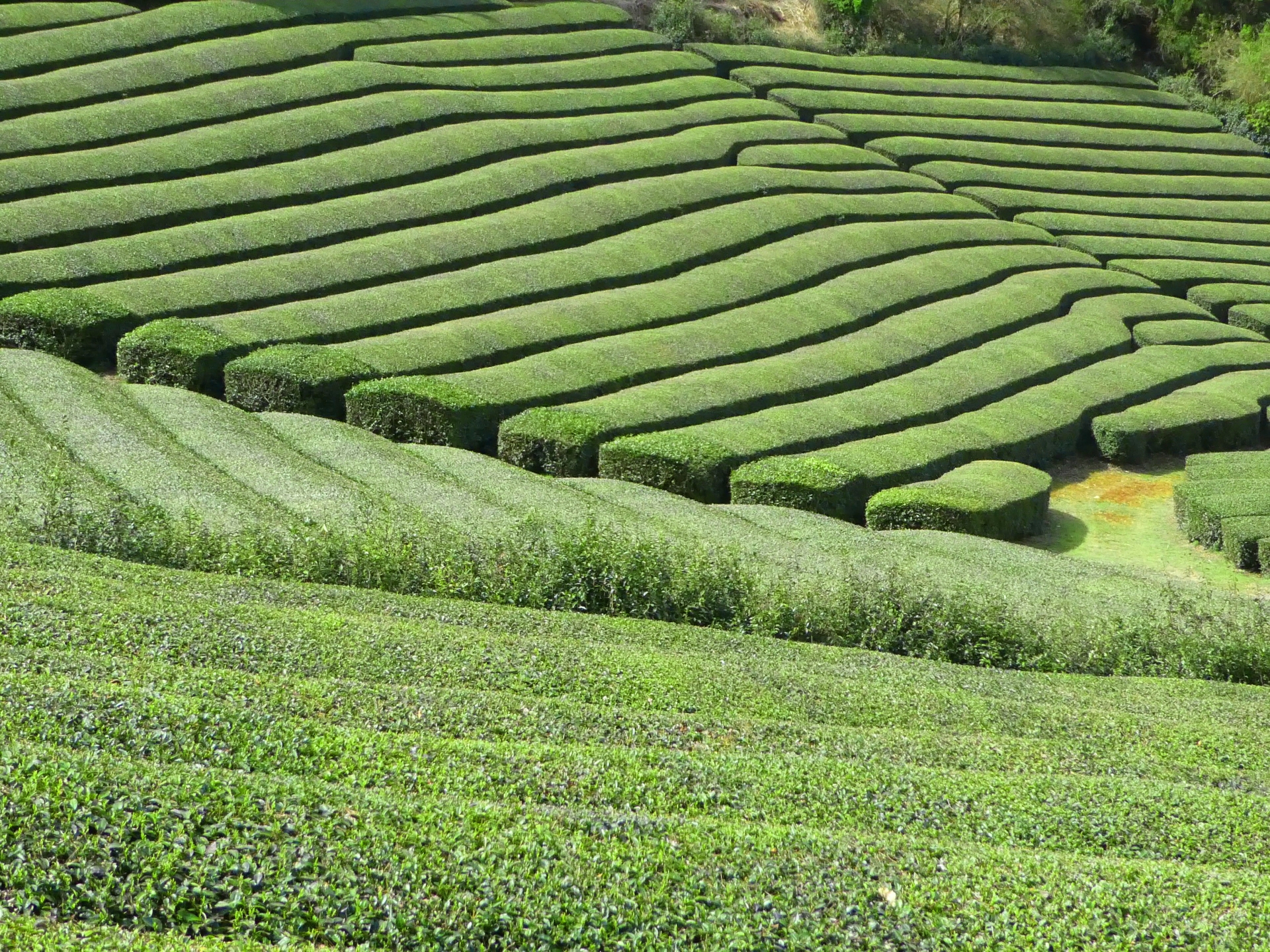 Uji tea (Uji-cha) is a world-renowned brand that has a history of 800 ...