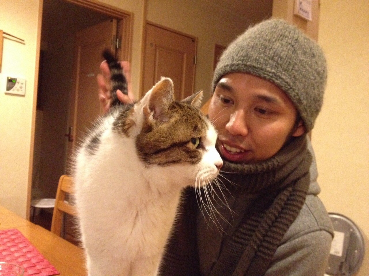 Once you visit Japan, you may want to interact with cats and feel the ...