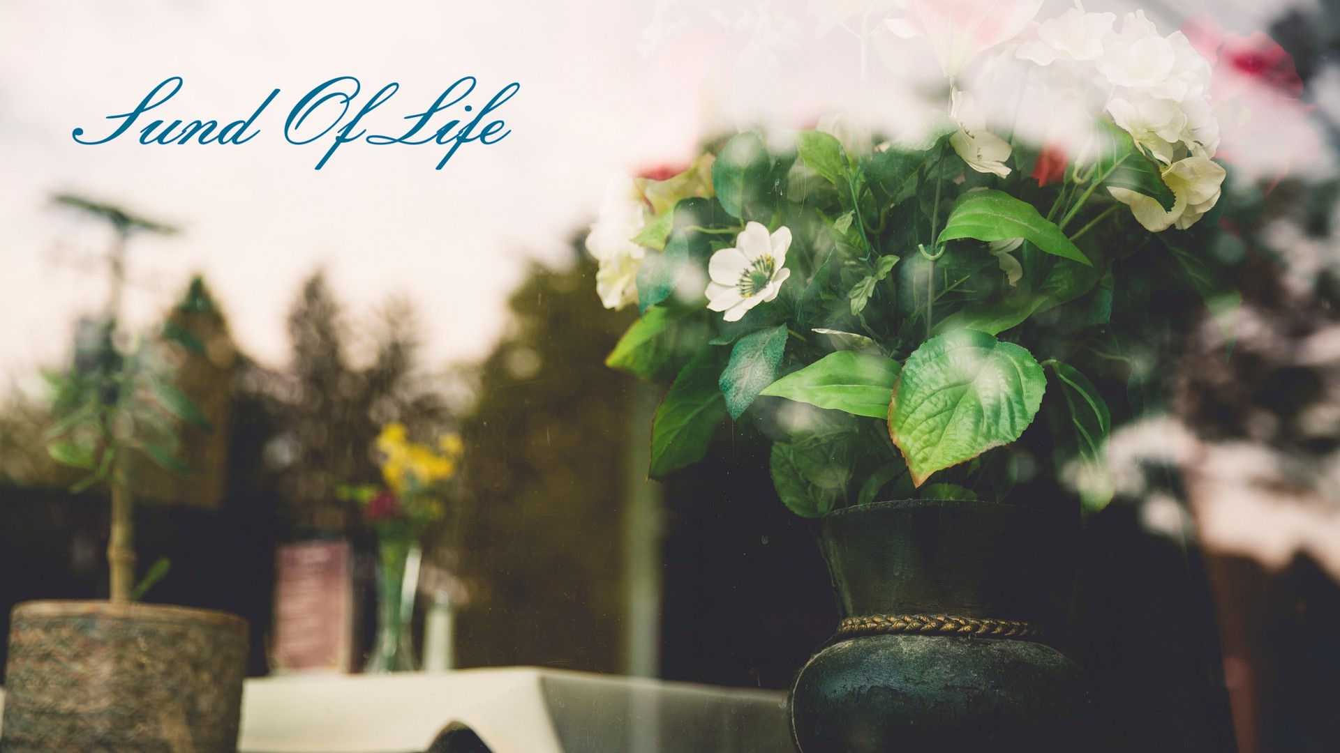 阿川泰子 ~Skindo-Le-Le スキンド・レ・レ~ : Sound Of Life 音楽と生活