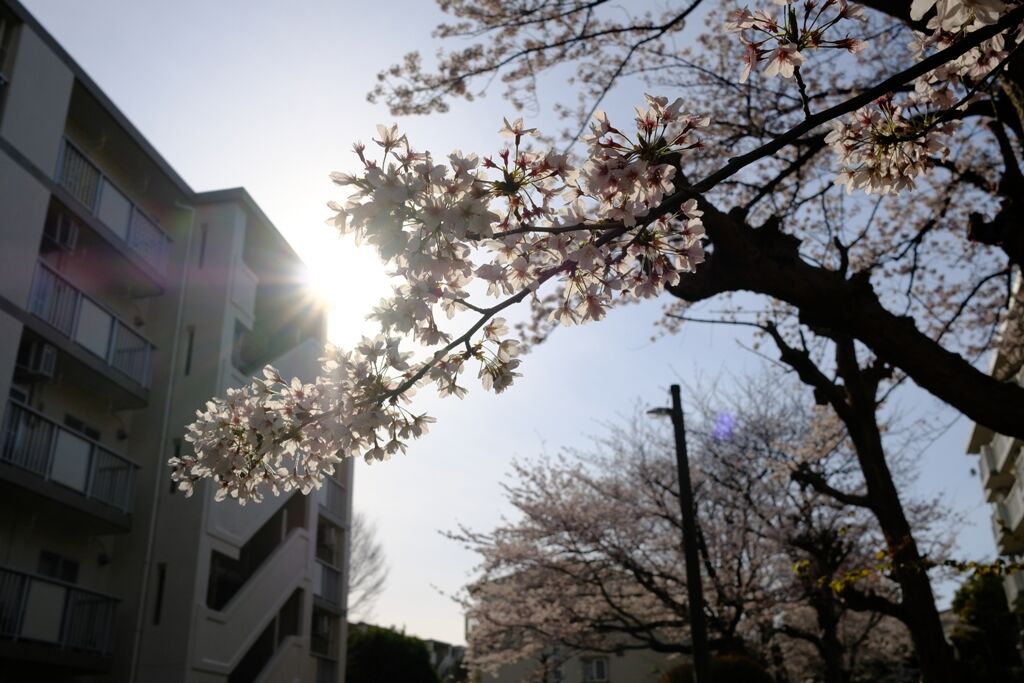 SAKURA2022 : 少年舎通信