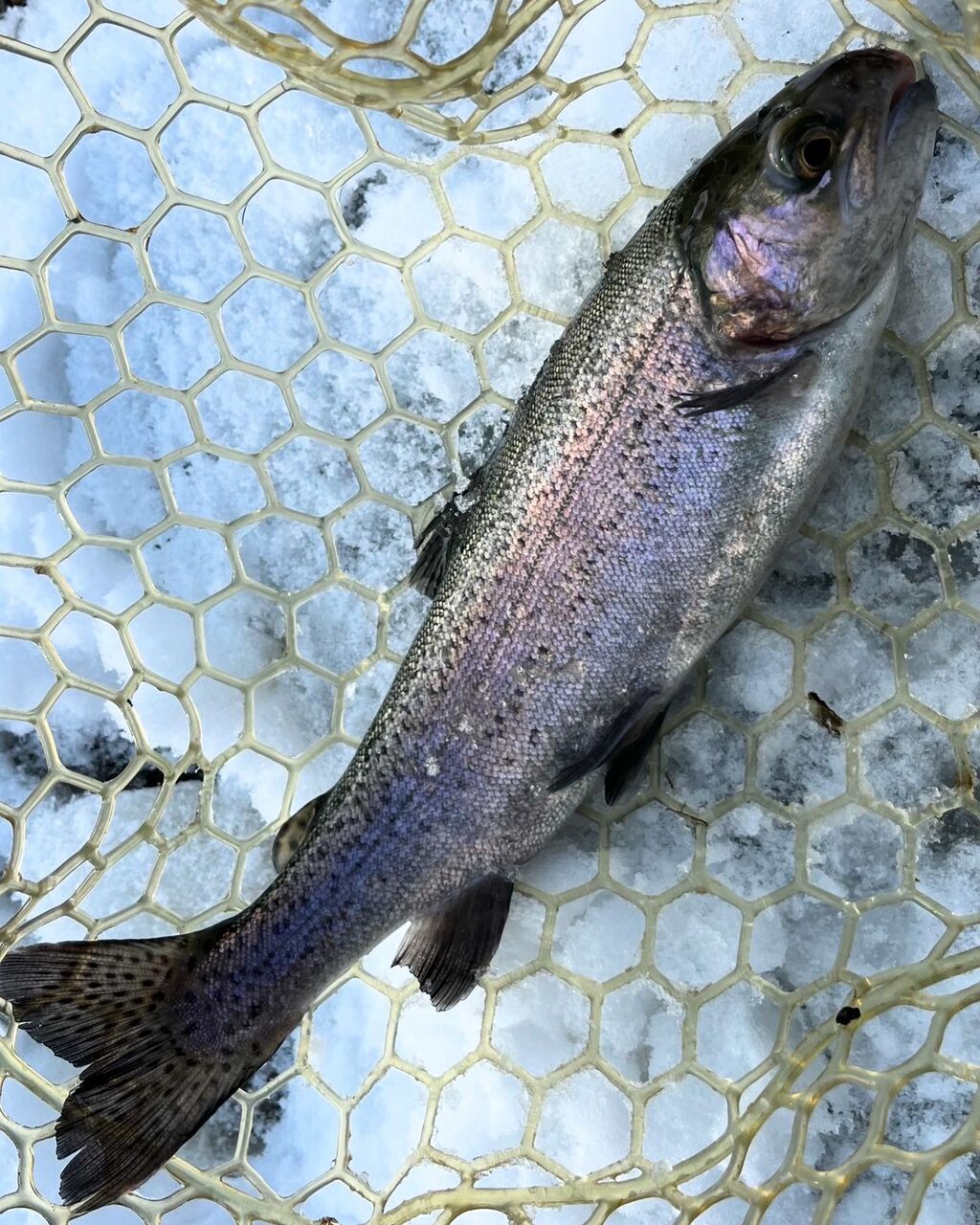 大阪滞在と極寒エリアトラウト。 : BRAVE TRIP BOYZ