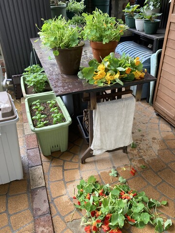 りんごのき : やる事が多いガーディニング