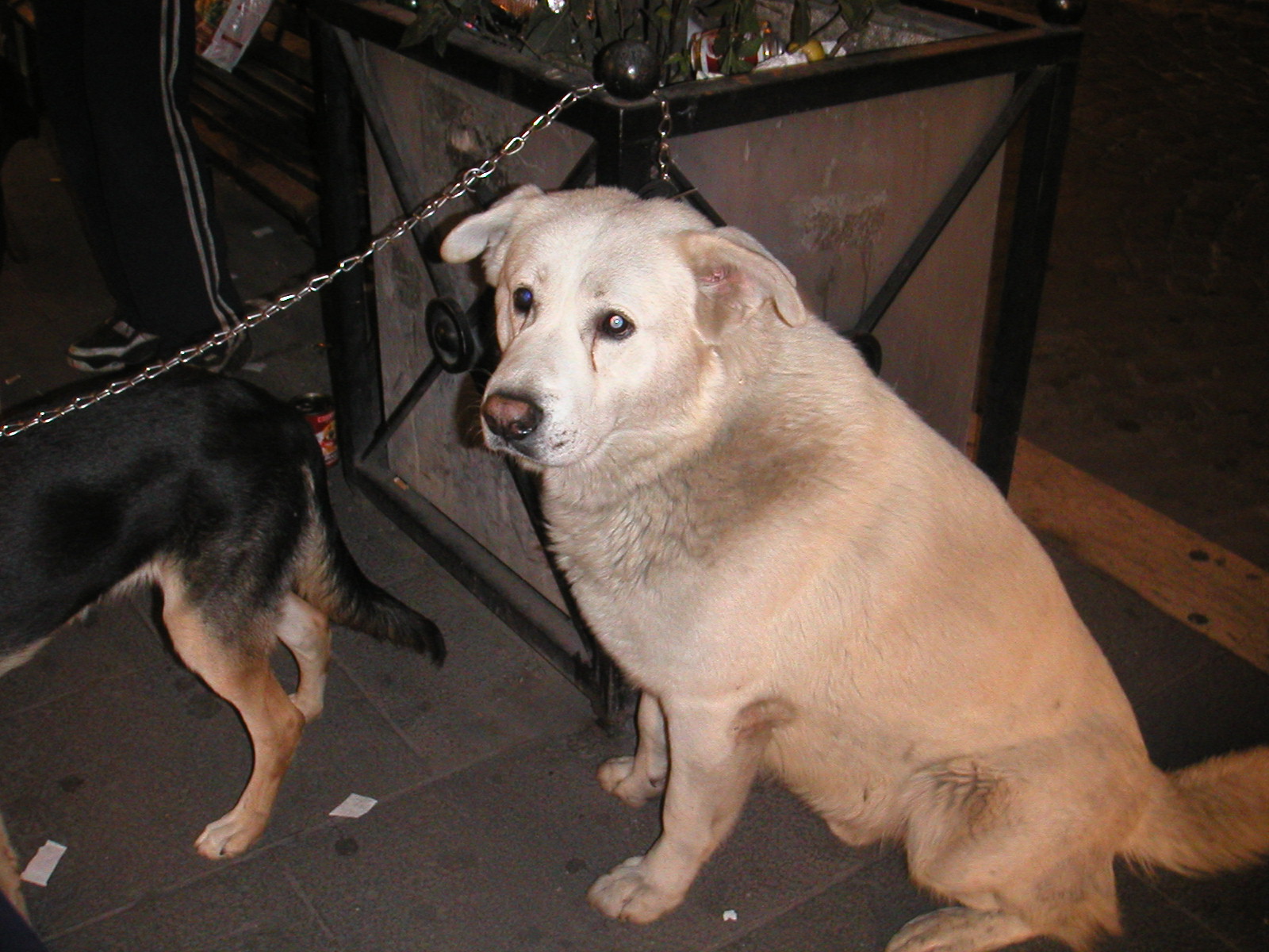 些細なこと:2006年01月 - livedoor Blog（ブログ）