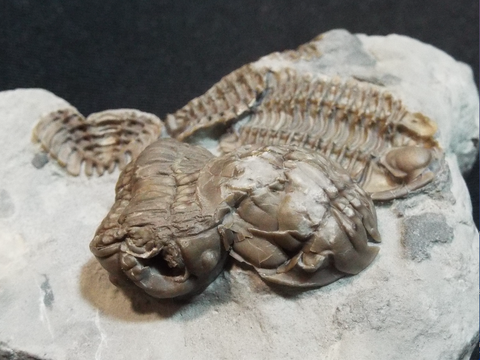 No. 299 Ceraurinus icarus (追記：Ceraurus globulobatus) : 三葉虫の世界