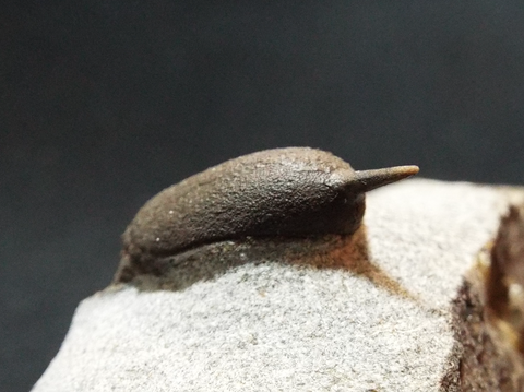 No.293 Symphysops stevaninae & Degamella sendinoae : 三葉虫の世界