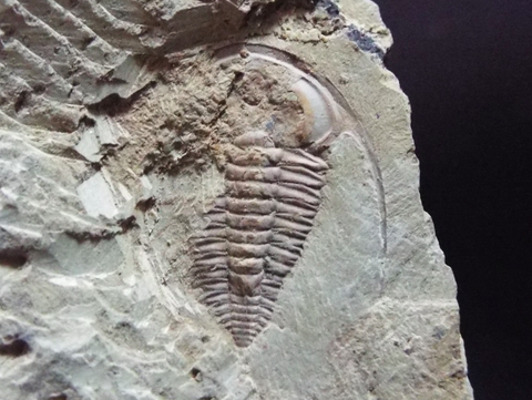 No.135 Eoredlichia intermedia : 三葉虫の世界