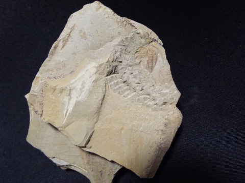 No.135 Eoredlichia intermedia : 三葉虫の世界