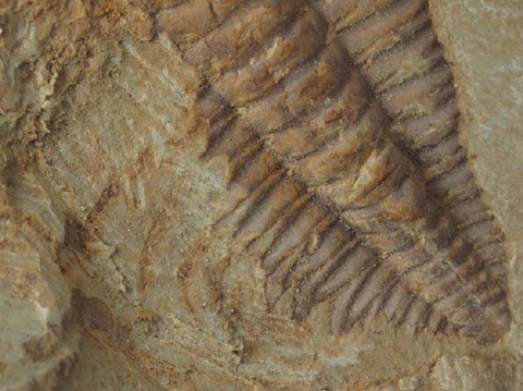 No.135 Eoredlichia intermedia : 三葉虫の世界