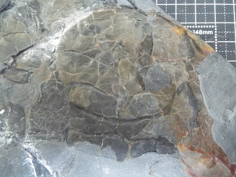 No.X-2 Paradoxides davidis brevispinus (or davidis davidis) : 三葉虫の世界