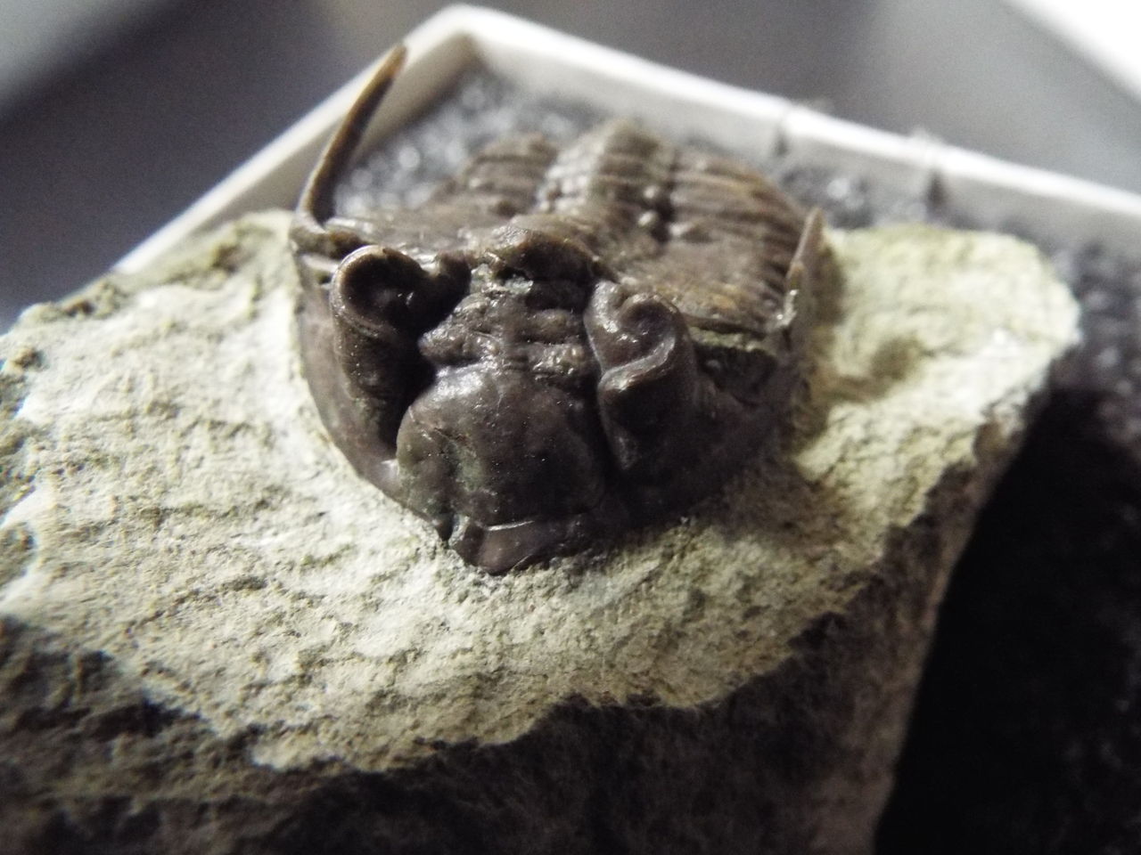 No.41 Dalmanites caudatus : 三葉虫の世界