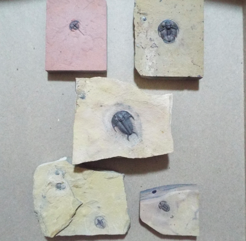 No.195 Tricrepicephalus texanus : 三葉虫の世界