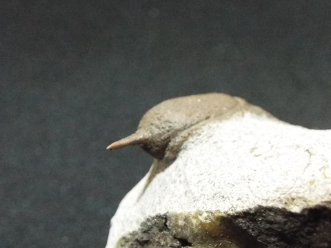 No.293 Symphysops stevaninae & Degamella sendinoae : 三葉虫の世界