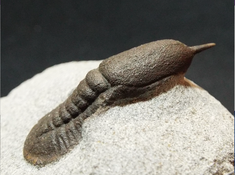 No.293 Symphysops stevaninae & Degamella sendinoae : 三葉虫の世界