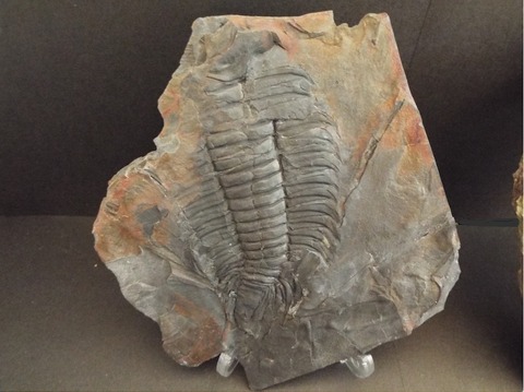No.X-2 Paradoxides davidis brevispinus (or davidis davidis) : 三葉虫の世界