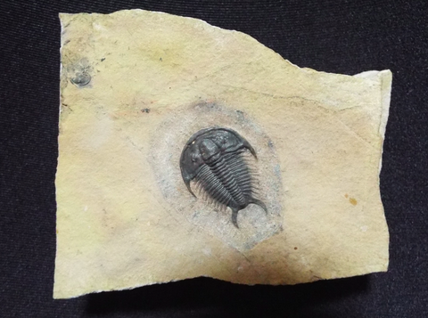 2020年04月 : 三葉虫の世界