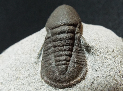 No.293 Symphysops stevaninae & Degamella sendinoae : 三葉虫の世界