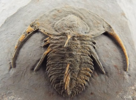 Fallotaspis sp. ① (主に分類について) : 三葉虫の世界