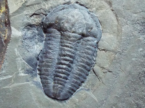 No.112 Modocia brevispina : 三葉虫の世界