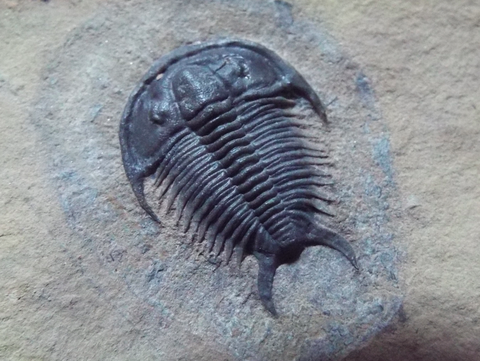 No.195 Tricrepicephalus texanus : 三葉虫の世界