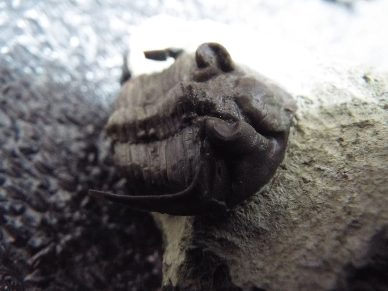 No.41 Dalmanites caudatus : 三葉虫の世界