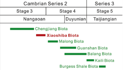 No.135 Eoredlichia intermedia : 三葉虫の世界