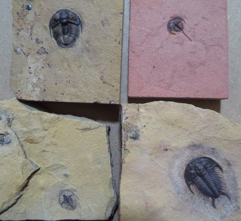 No.195 Tricrepicephalus texanus : 三葉虫の世界