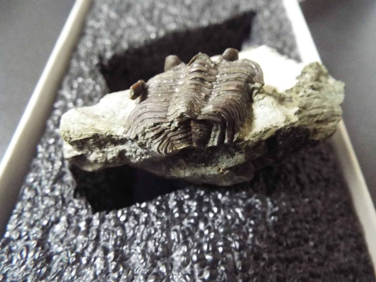 No.41 Dalmanites caudatus : 三葉虫の世界