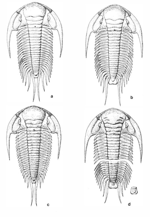 No.X-2 Paradoxides davidis brevispinus (or davidis davidis) : 三葉虫の世界