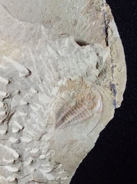 No.135 Eoredlichia intermedia : 三葉虫の世界