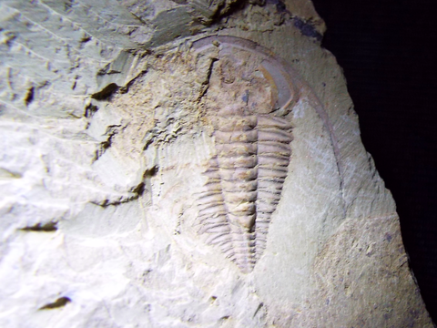 No.135 Eoredlichia intermedia : 三葉虫の世界