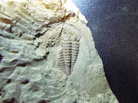 No.135 Eoredlichia intermedia : 三葉虫の世界