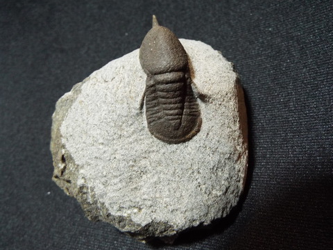 No.293 Symphysops stevaninae & Degamella sendinoae : 三葉虫の世界