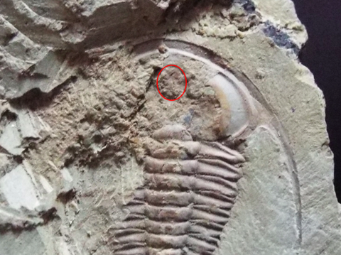 No.135 Eoredlichia intermedia : 三葉虫の世界