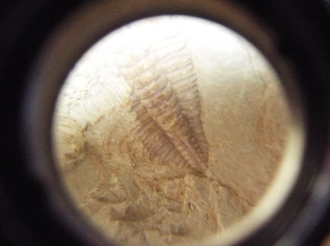 No.135 Eoredlichia intermedia : 三葉虫の世界